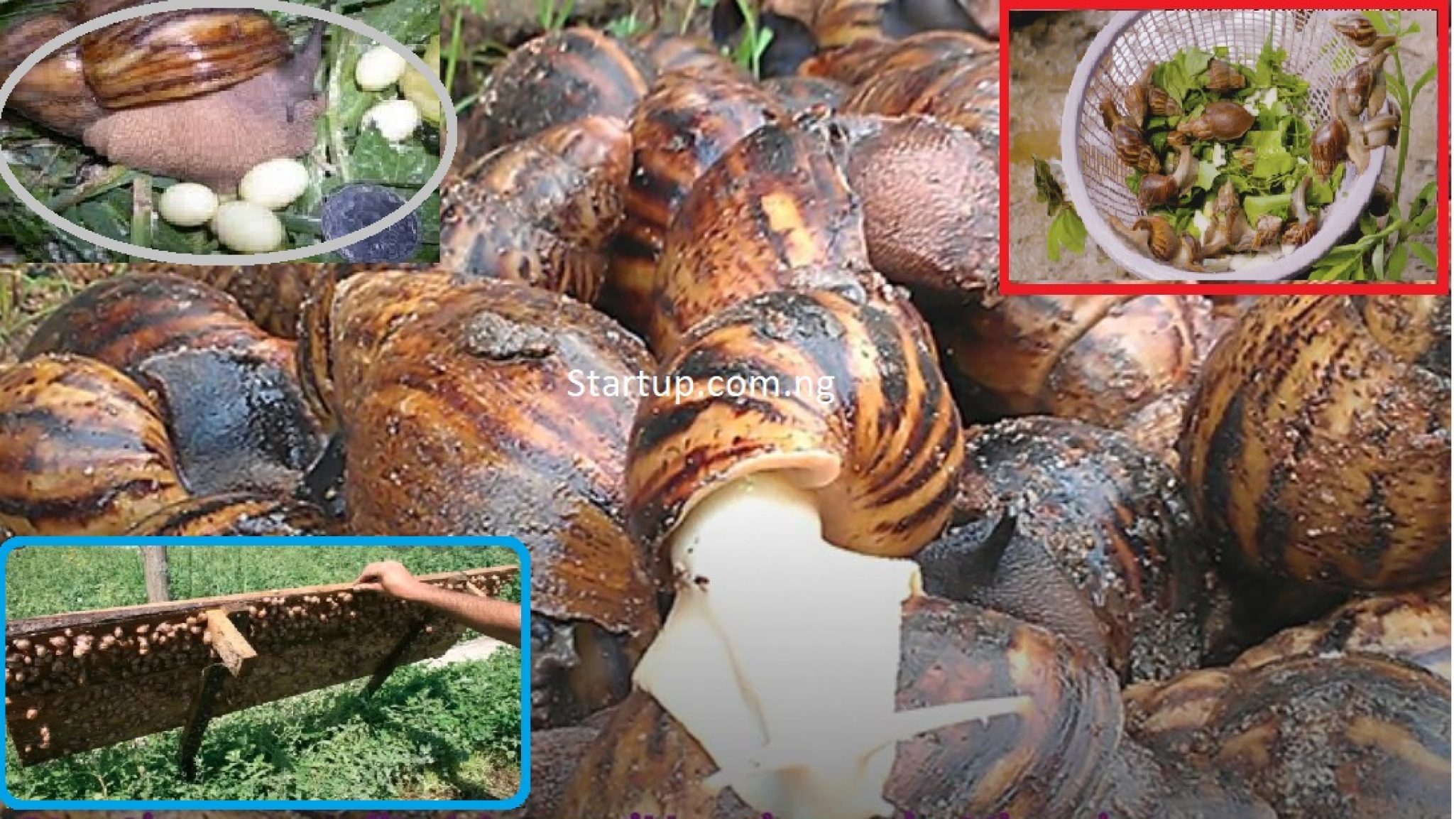 How to Start a Profitable Snail Farming Business in Nigeria in 2021 - Startup Blog
