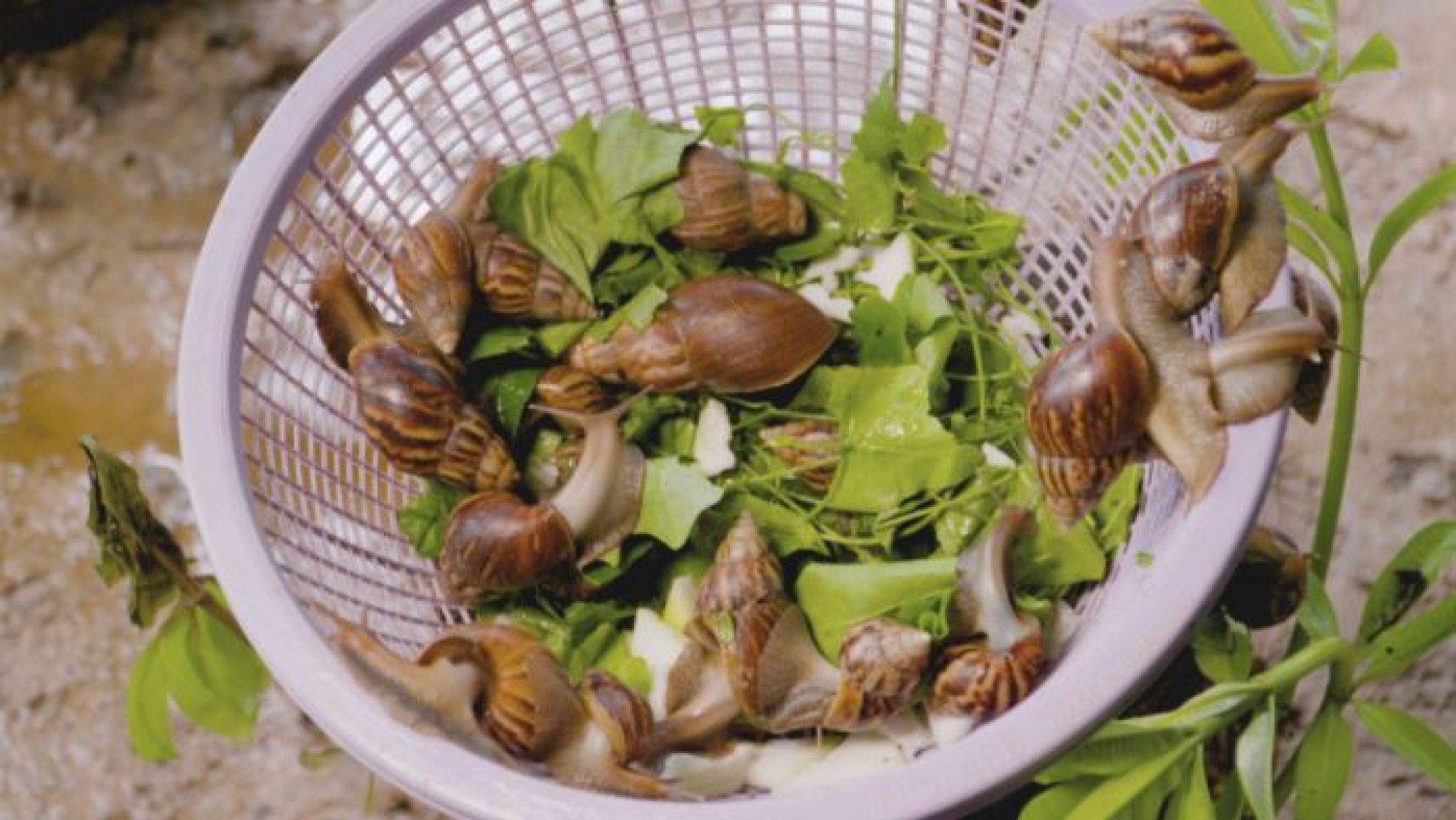 How to Start a Profitable Snail Farming Business in Nigeria in 2021 - Startup Blog